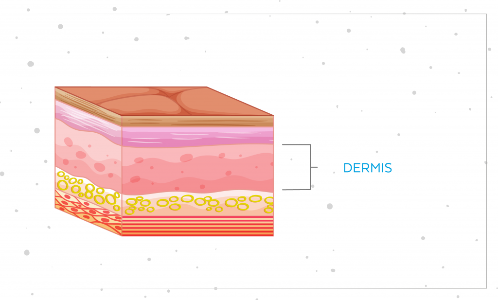 Información general de la piel - Bassa
