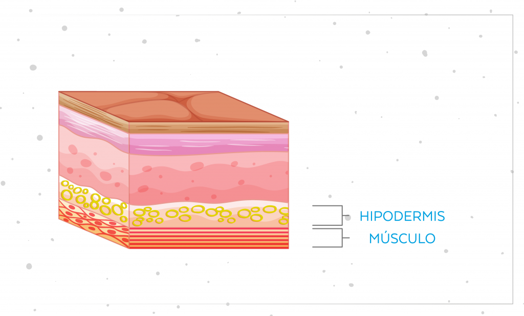 Información general de la piel - Bassa